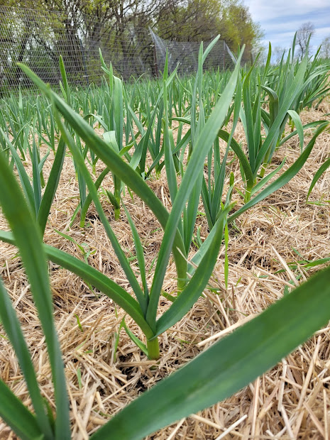 The Rustic Roots Farm Guide to Growing Hardneck Garlic - Rustic Roots Farm